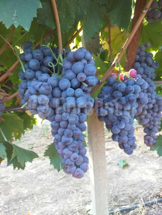 Σταφύλια,οινοσταφυλα - Agrolisi.gr