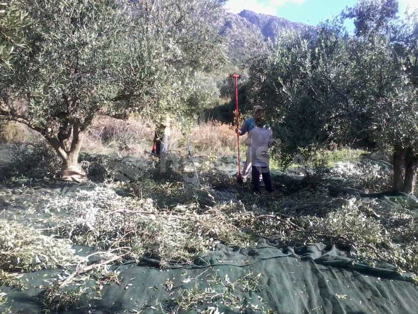 Εξτρα παρθενο ελαιολαδο - Agrolisi.gr