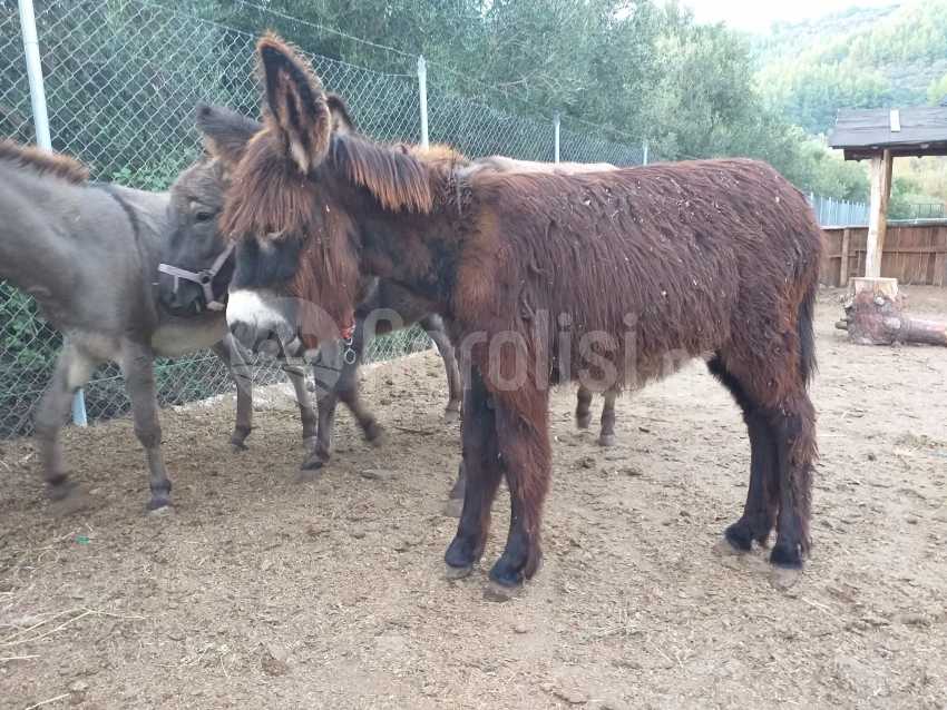 ΠΩΛΗΣΗ ΑΡΣΕΝΙΚΟ ΓΑΙΔΟΥΡΑΚΙ ΜΑΜΟΥΘ - Agrolisi.gr