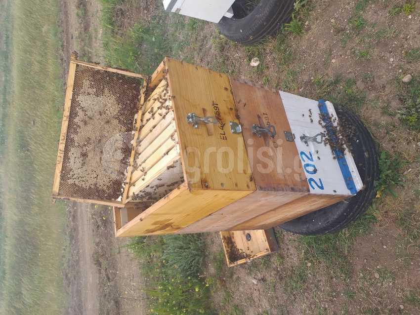 Μελι - Agrolisi.gr