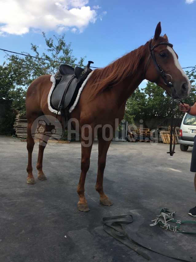 Πωλειται Αλογο - Agrolisi.gr
