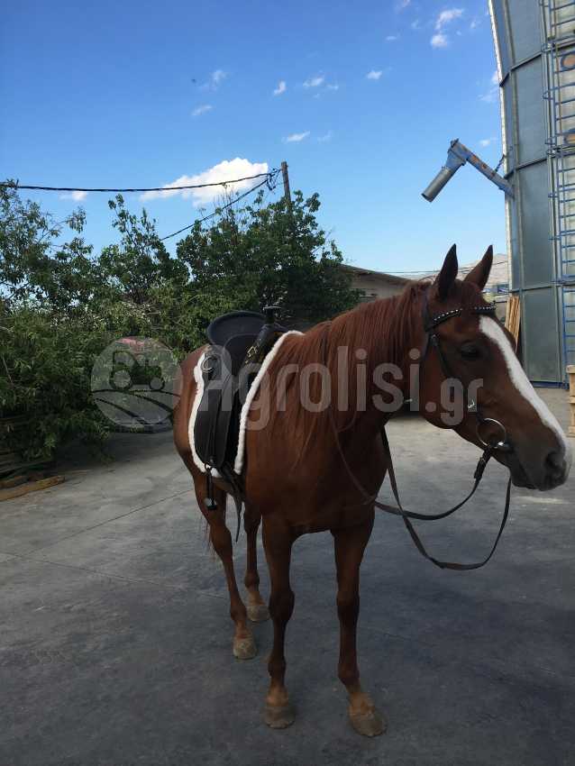 Πωλειται Αλογο - Agrolisi.gr