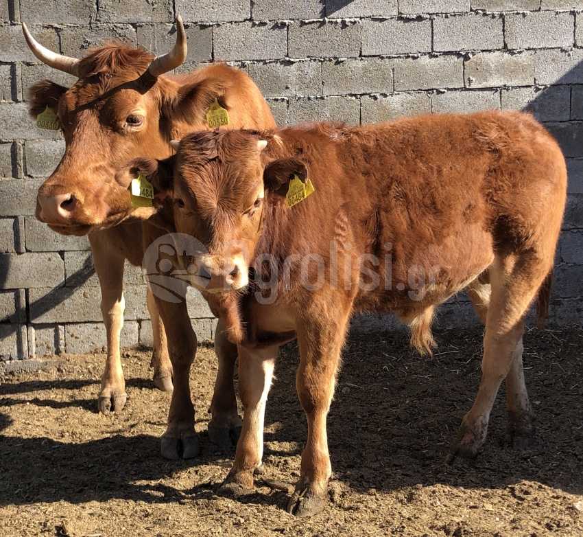 Πωλούνται Μοσχάρια - Agrolisi.gr