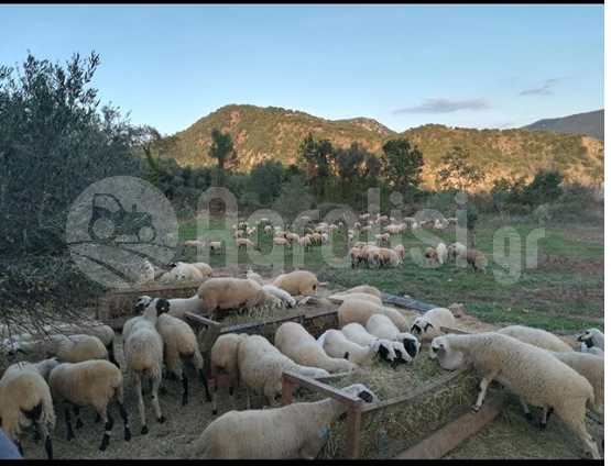 Χιώτικα προβατα - Agrolisi.gr