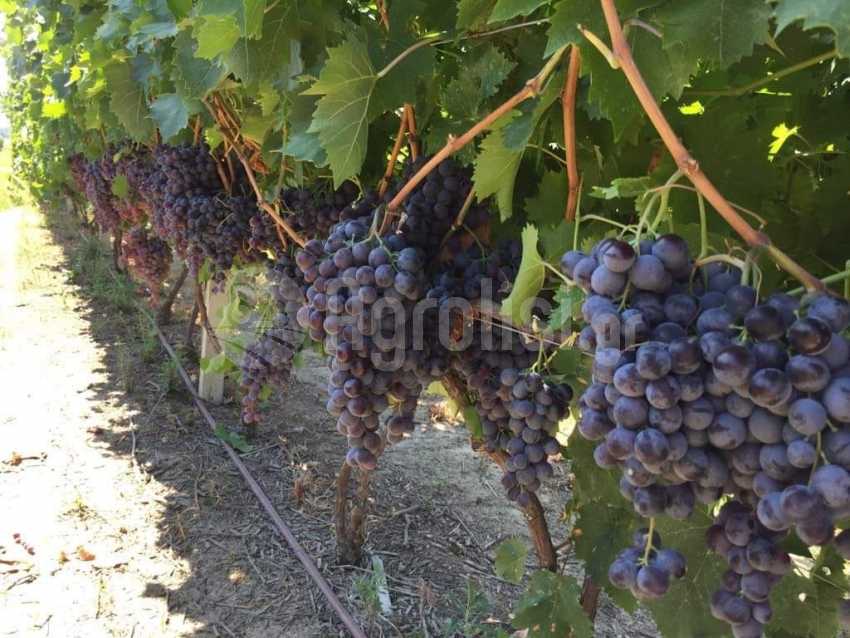 Σταφύλια,οινοσταφυλα - Agrolisi.gr