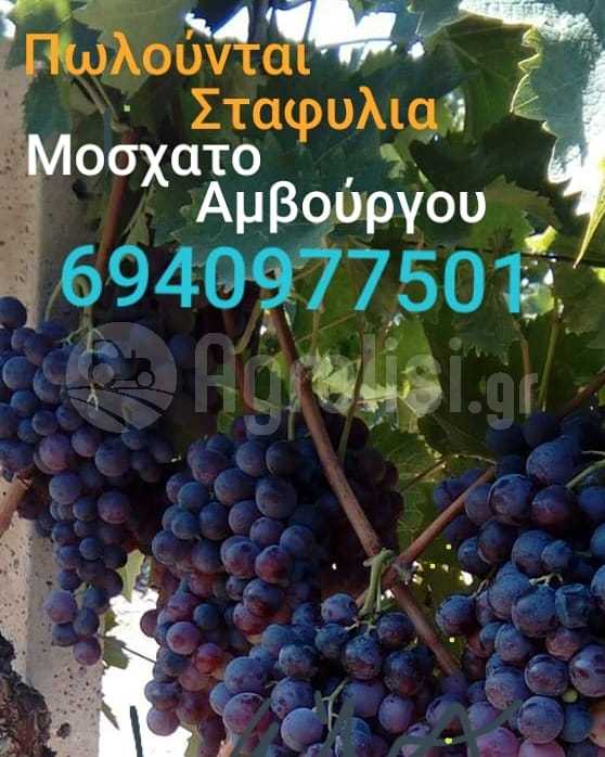 Σταφύλια,οινοσταφυλα - Agrolisi.gr