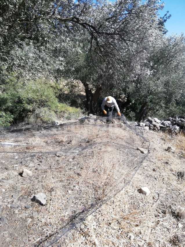 ΒΙΟΛΟΓΙΚΟ ΕΛΑΙΟΛΑΔΟ ΧΟΝΤΡΟΛΙΑΣ - Agrolisi.gr