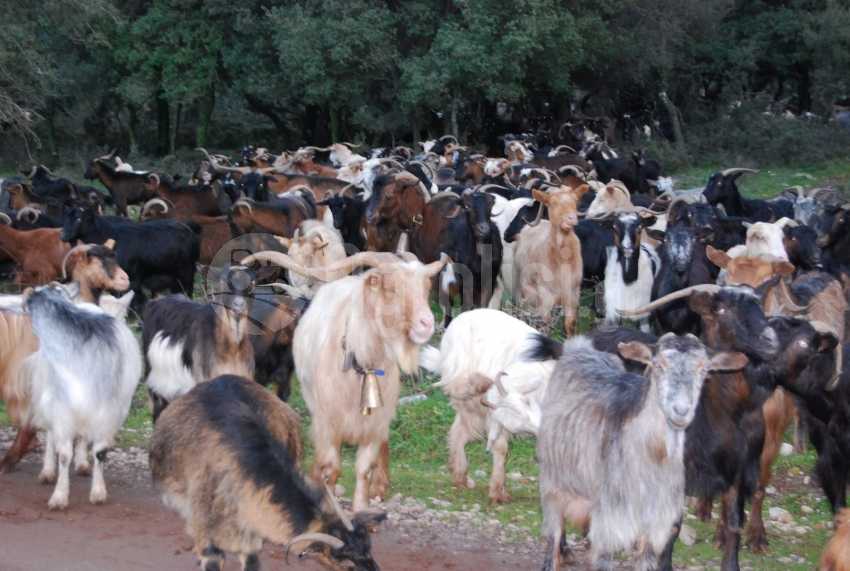 ΠΩΛΟΥΝΤΑΙ 500 ΓΙΔΙΑ - Agrolisi.gr