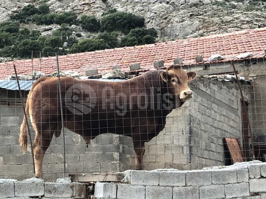 Πωλούνται Μοσχάρια - Agrolisi.gr