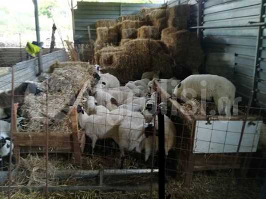 Χιώτικα προβατα - Agrolisi.gr