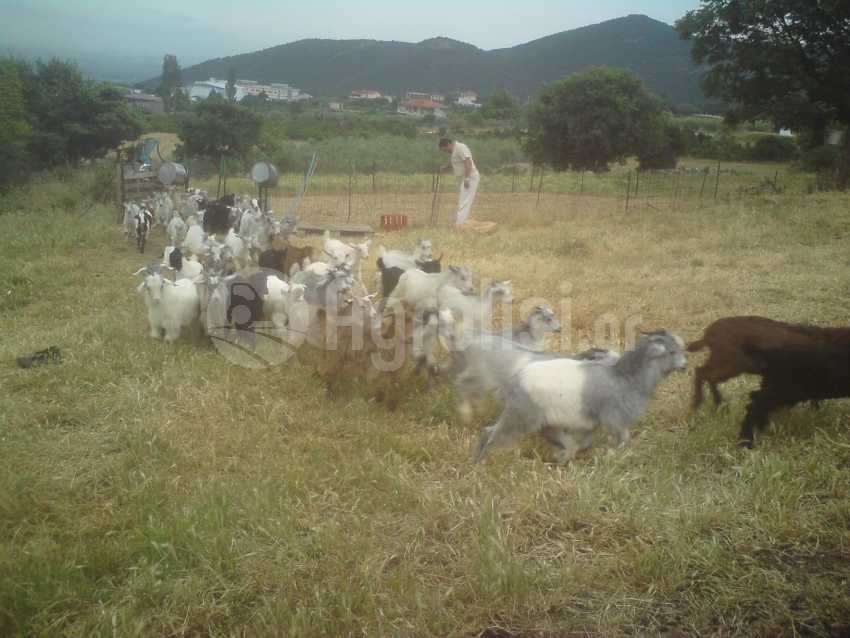 ΠΩΛΟΥΝΤΑΙ 250 ΓΙΔΙΑ - Agrolisi.gr