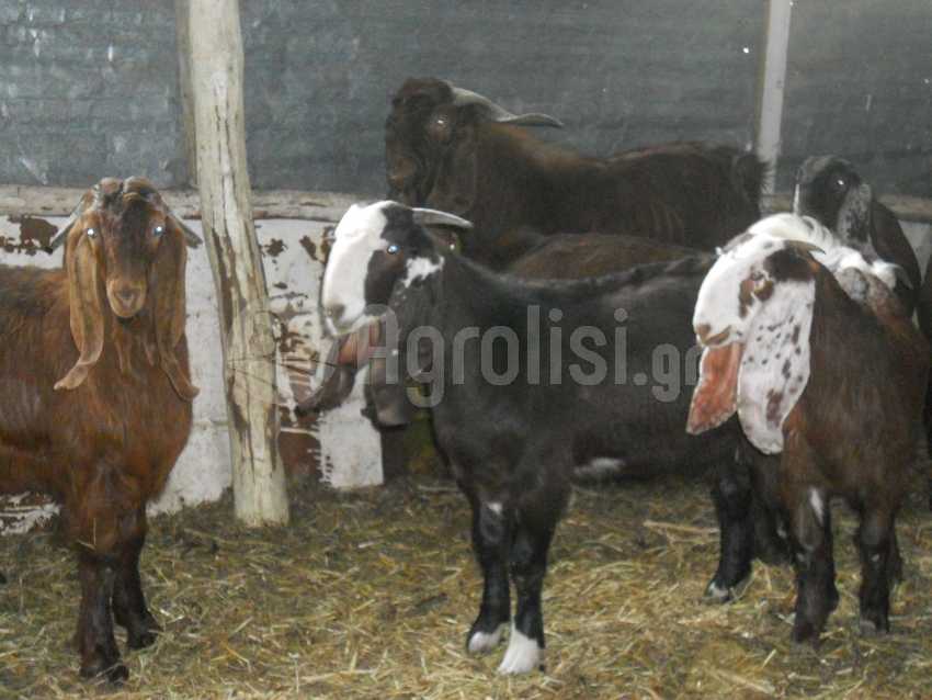 ΚΑΤΣΙΚΙΑ Δαμασκού, καθαρόαιμα - Agrolisi.gr
