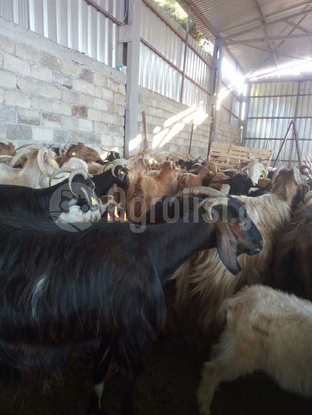 Πωλουνται κατσικες - Agrolisi.gr