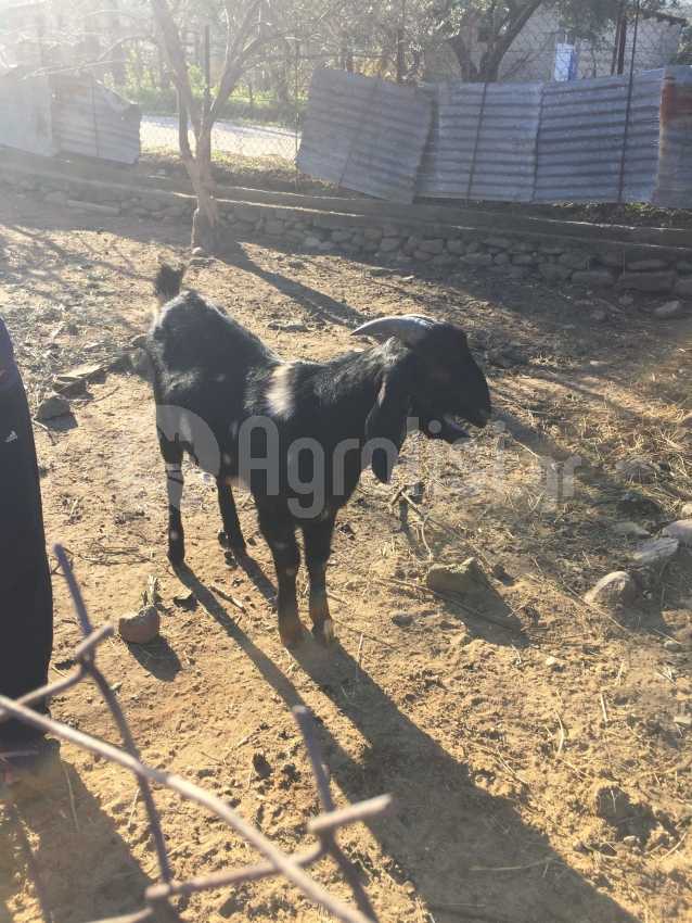 Καθαρόαιμα Ανγλονούμπια αρσενικα και θηλυκα - Agrolisi.gr