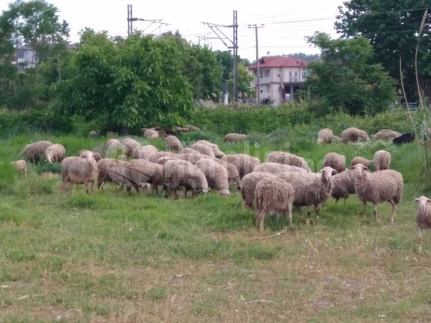 ΠΩΛΟΎΝΤΑΙ ΠΡΌΒΑΤΑ - Agrolisi.gr