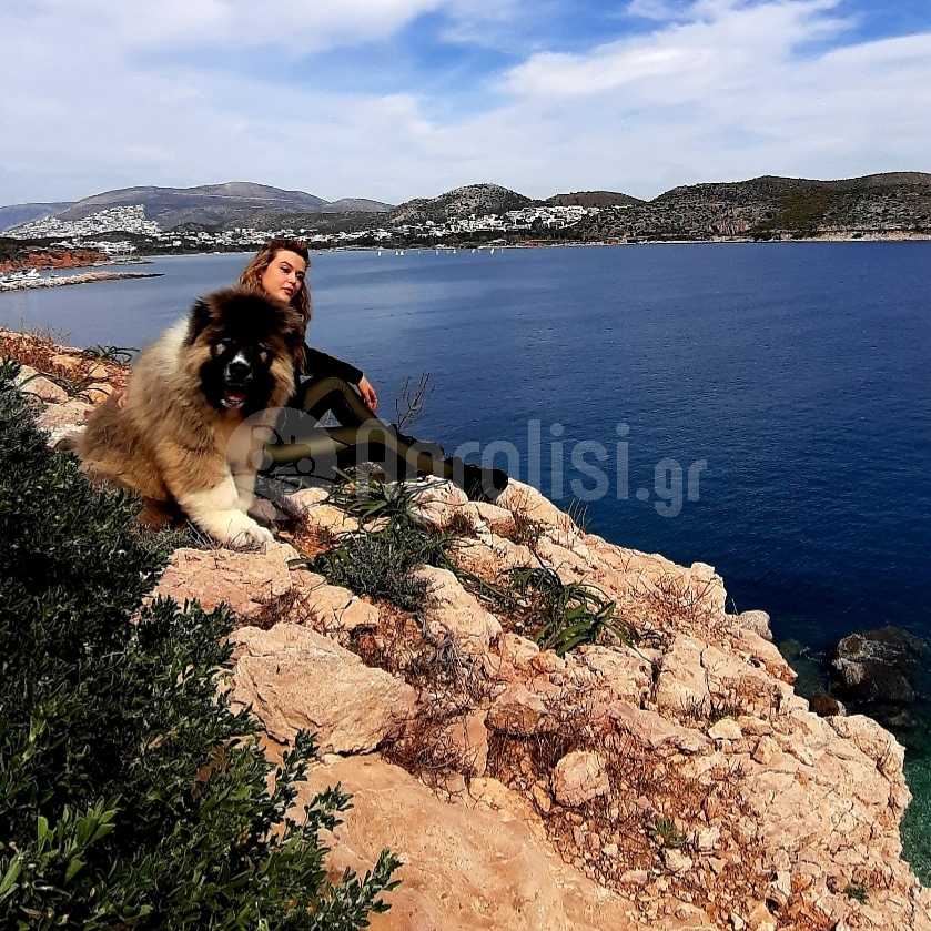 Ποιμενικα καυκασου Κουταβια καυκαυσου caucasian shepherd - Agrolisi.gr