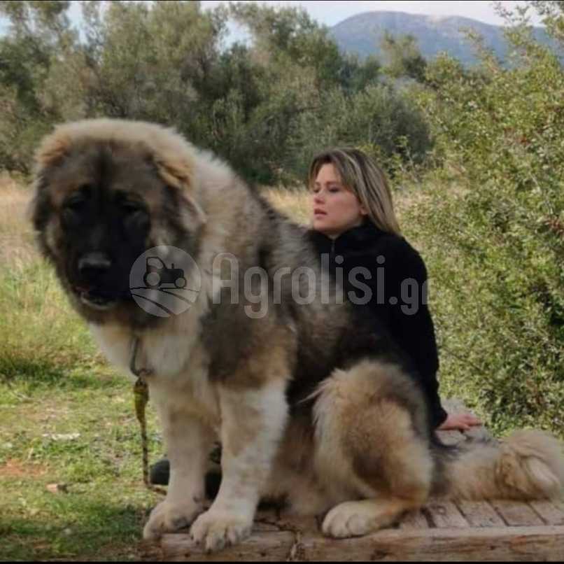caucasian shepherd caucasian ovcharka ποιμενικα καυκασου κ - Agrolisi.gr