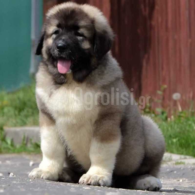 caucasian shepherd caucasian ovcharka ποιμενικα καυκασου κ - Agrolisi.gr