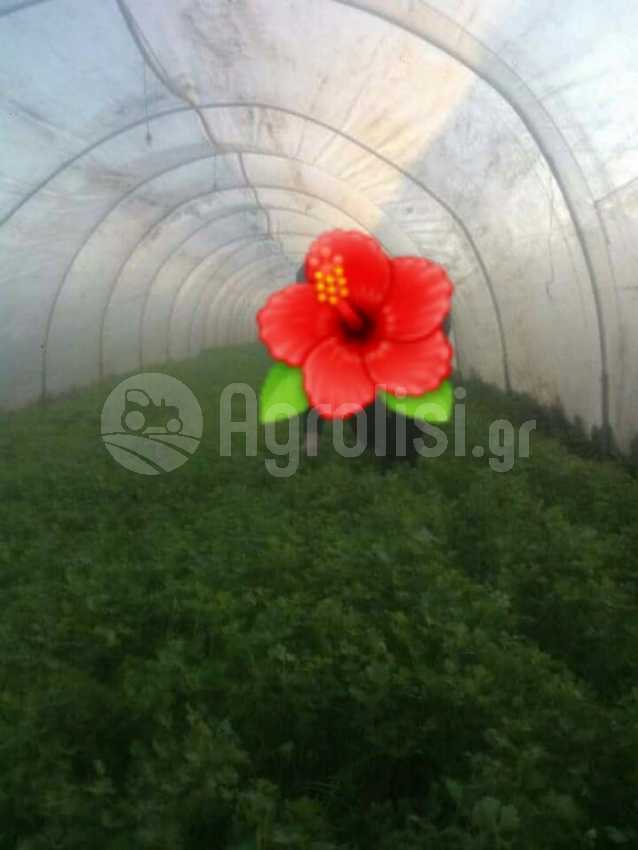 ΘΕΡΜΟΚΗΠΙΑ ΧΩΡΙΣ ΤΑ ΝΑΥΛΟΝ - Agrolisi.gr
