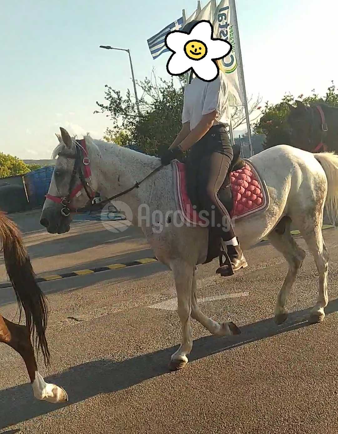 ΑΛΟΓΟ ΕΛΛΗΝΙΚΟ ΑΡΑΒΑΝΙ - Agrolisi.gr