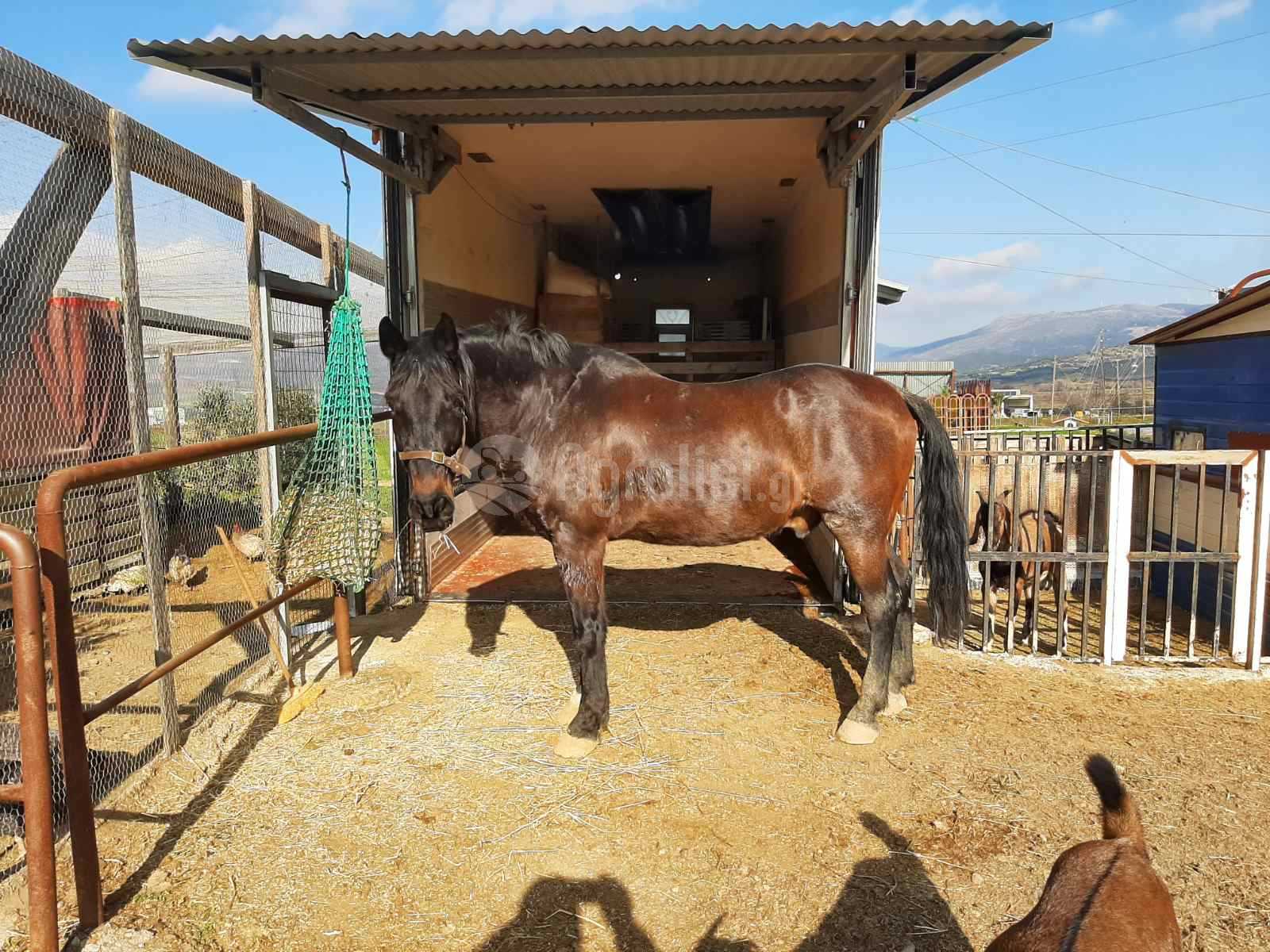 ΑΛΟΓΟ ΑΝΔΡΑΒΙΔΑ - Agrolisi.gr