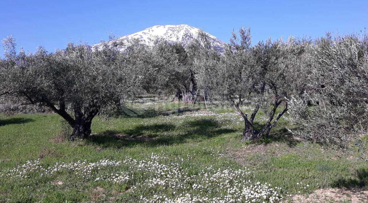 ΠΩΛΕΙΤΑΙ ΕΞΑΙΡΕΤΙΚΑ ΠΑΡΘΕΝΟ ΕΛΑΙΟΛΑΔΟ ΕΥΒΟΙΑΣ "ΔΙΡΦΥΣ" - Agrolisi.gr