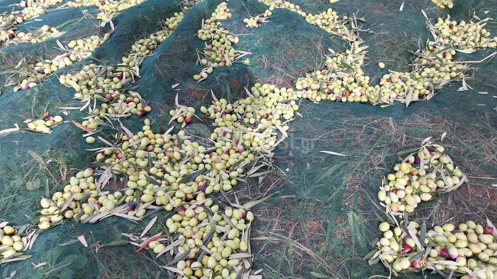 ΠΩΛΕΙΤΑΙ ΕΞΑΙΡΕΤΙΚΑ ΠΑΡΘΕΝΟ ΕΛΑΙΟΛΑΔΟ ΕΥΒΟΙΑΣ "ΔΙΡΦΥΣ" - Agrolisi.gr