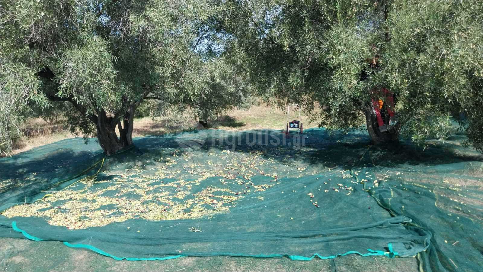 ΠΩΛΕΙΤΑΙ ΕΞΑΙΡΕΤΙΚΑ ΠΑΡΘΕΝΟ ΕΛΑΙΟΛΑΔΟ ΕΥΒΟΙΑΣ "ΔΙΡΦΥΣ" - Agrolisi.gr