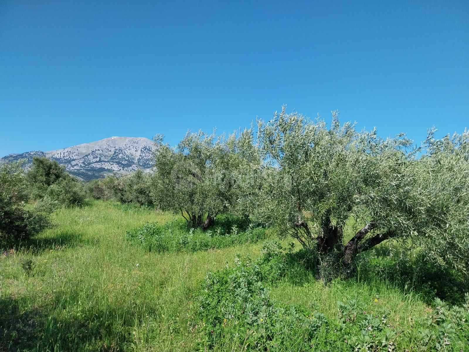 ΠΩΛΕΙΤΑΙ ΕΞΑΙΡΕΤΙΚΑ ΠΑΡΘΕΝΟ ΕΛΑΙΟΛΑΔΟ ΕΥΒΟΙΑΣ "ΔΙΡΦΥΣ" - Agrolisi.gr