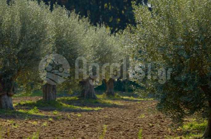 ΕΝΟΙΚΙΑΣΗ ΕΛΑΙΩΝΑ - Agrolisi.gr